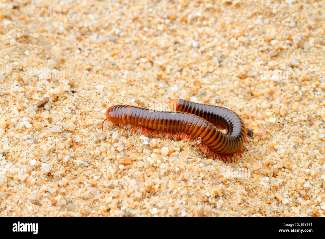 Orange and black centipede hi-res stock photography and images - Alamy
