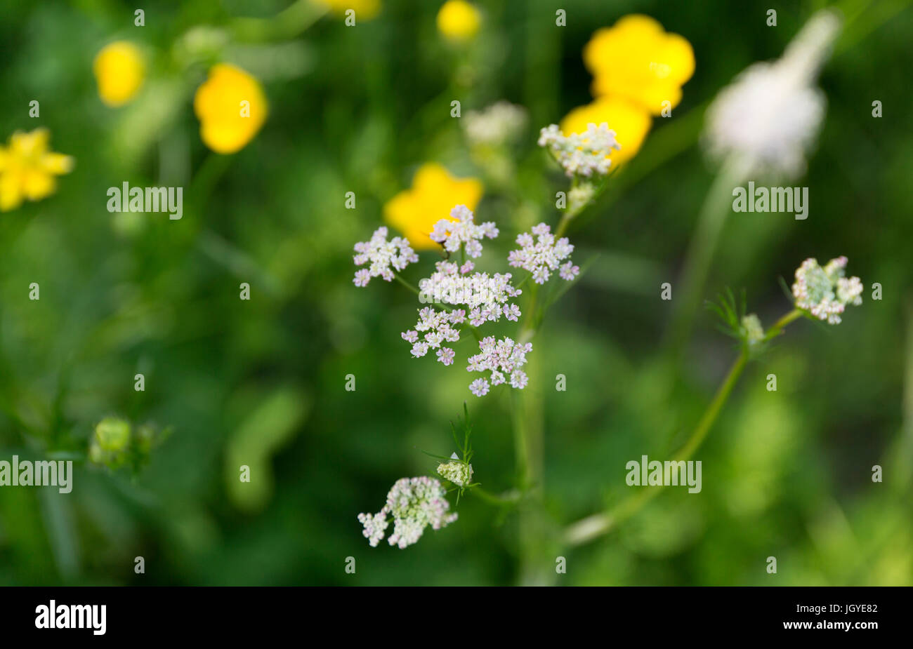 Achillea millefolium. Pink yarrow. Wildflowers on blur green background ...