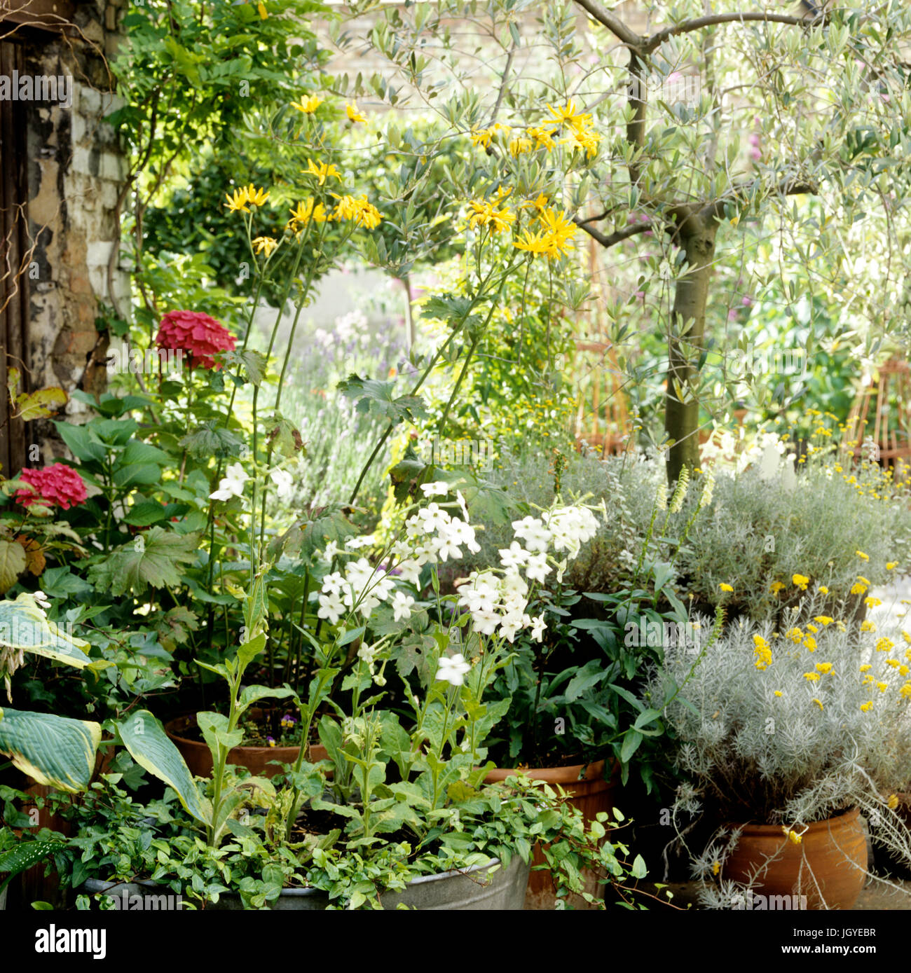 Garden with potted plants Stock Photo - Alamy