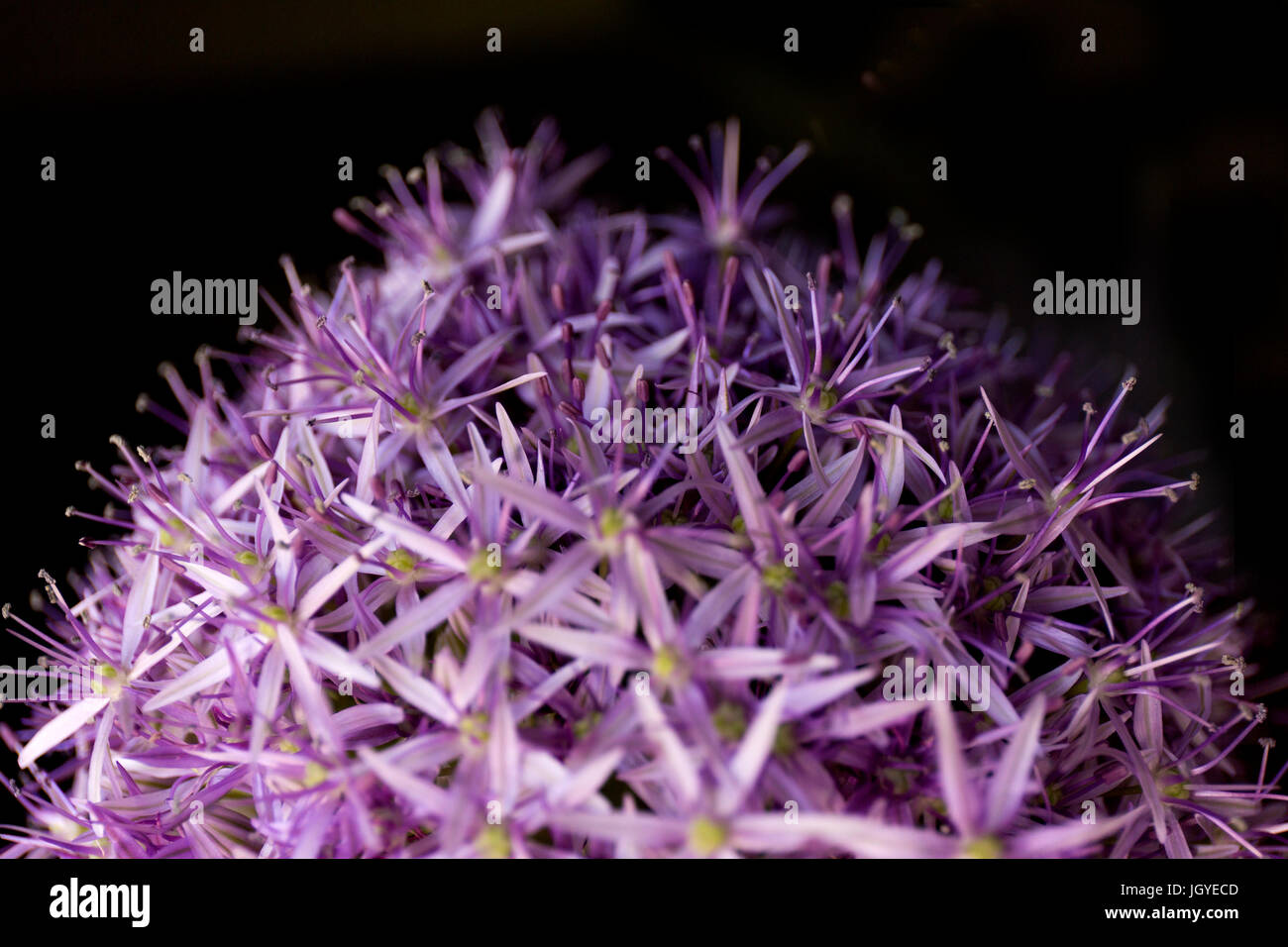 Allium background. Purple flowers texture. Summer Stock Photo - Alamy
