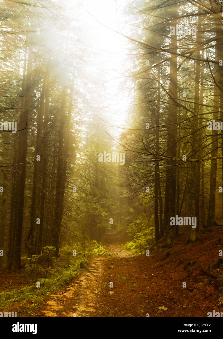 beautiful forest and sunbeams Stock Photo - Alamy