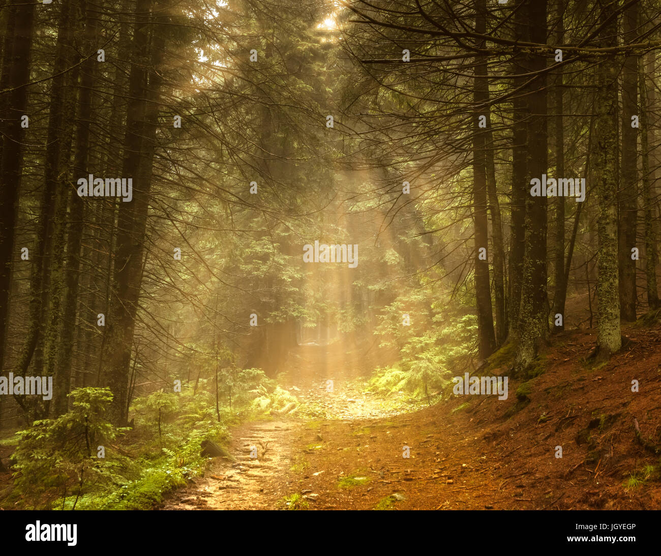 Sunbeams environment hi-res stock photography and images - Alamy
