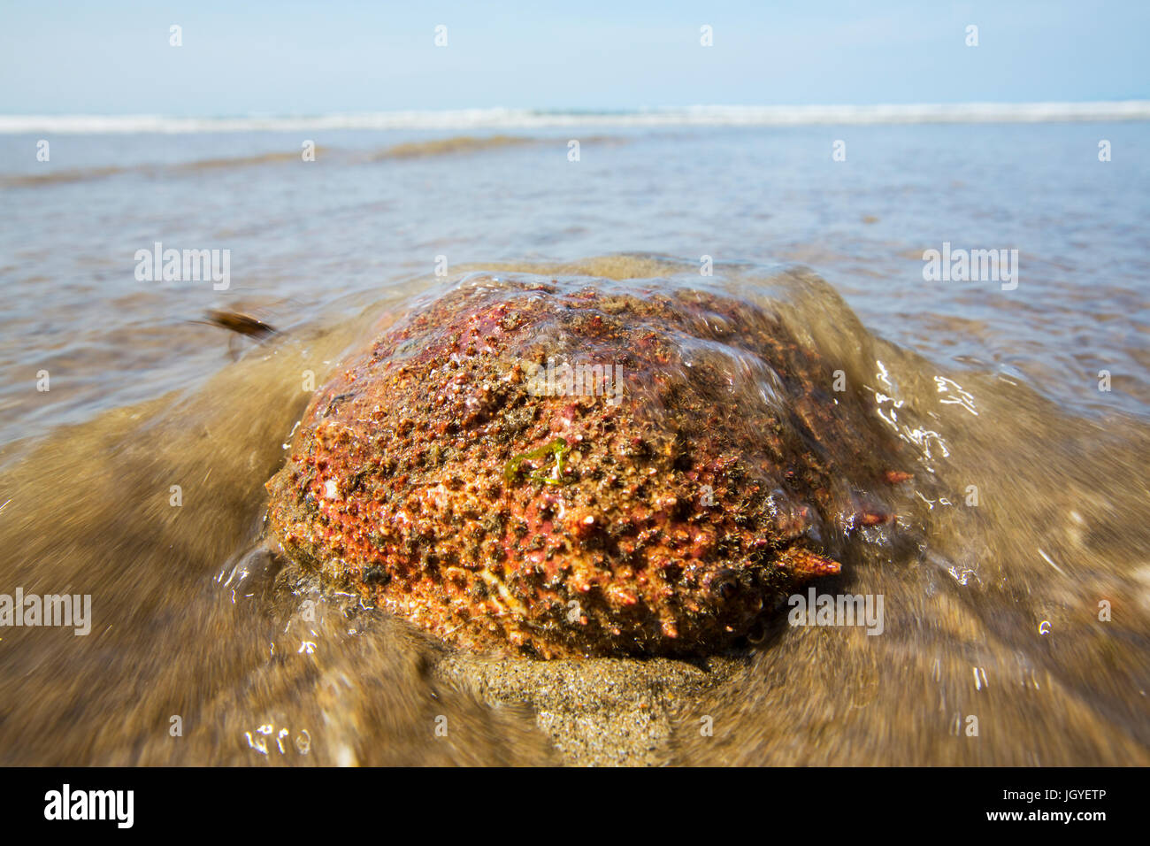 A Spider Crab shell washed up on Newgale Sands in Pembrokeshire, Wales ...