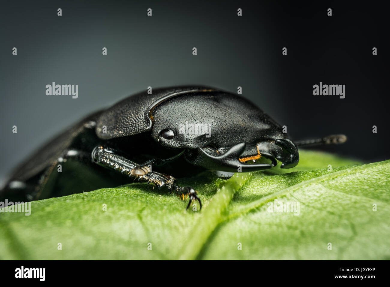 Stagbeetle hi-res stock photography and images - Alamy