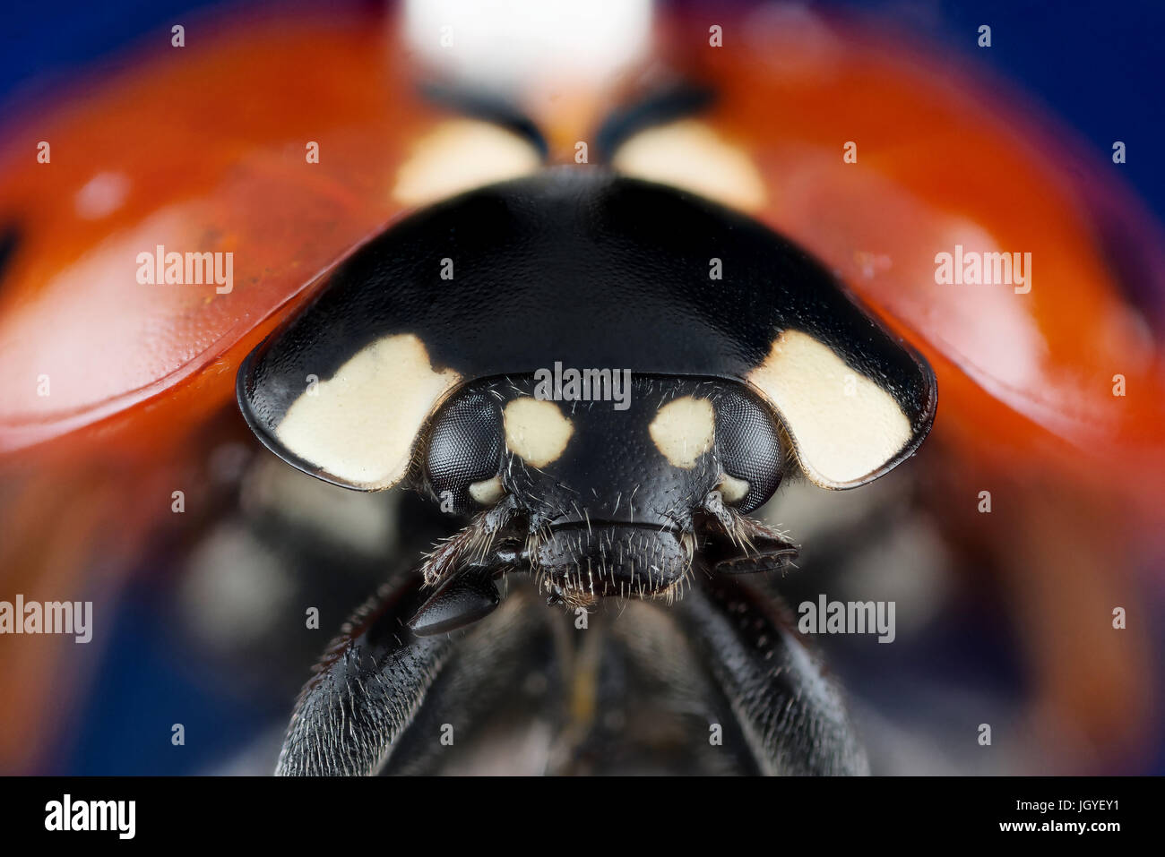 Head of Beautiful ladybug on blue background macro photo Stock Photo ...
