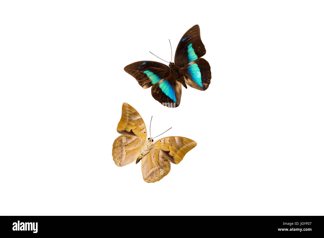 Shaded-blue leafwing (Prepona laertes) is one of the most fastest ...