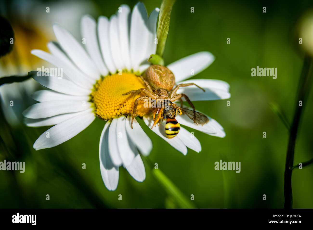 Spider on daisy hunting little wasp macro Stock Photo - Alamy