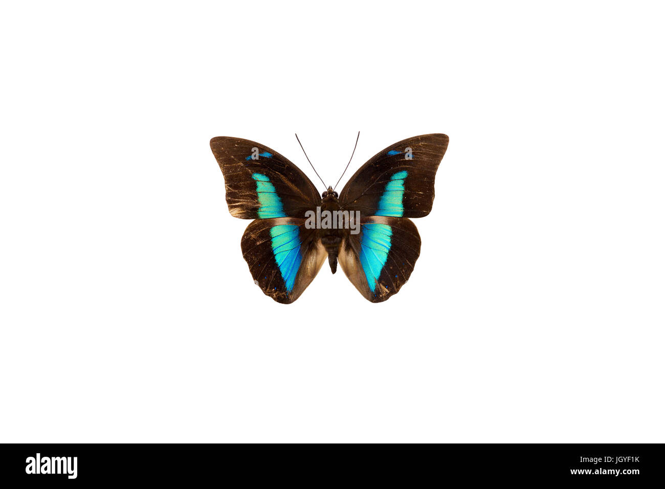 Shaded blue leafwing High Resolution Stock Photography and Images - Alamy