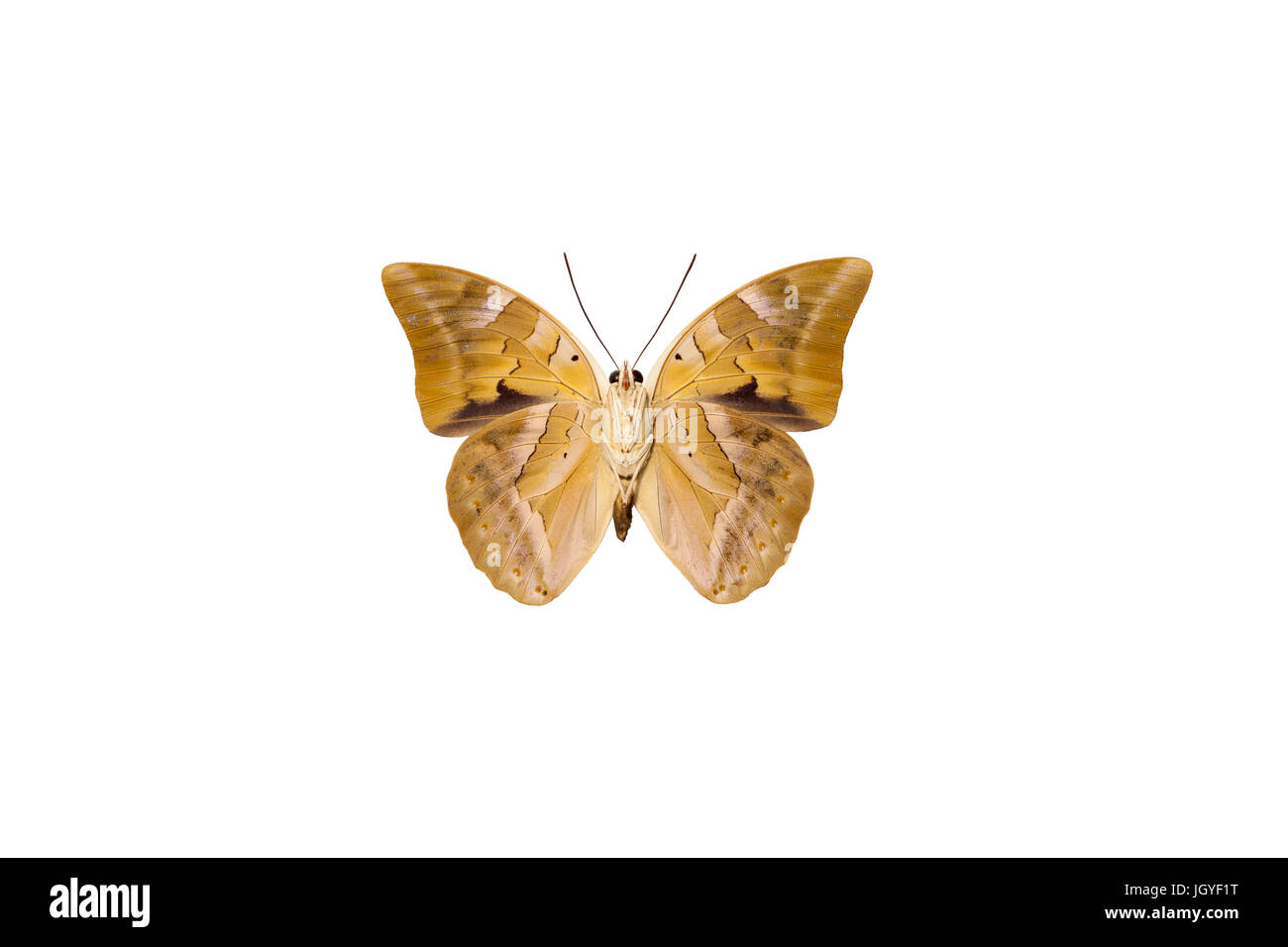 Shaded-blue leafwing (Prepona laertes) is one of the most fastest ...