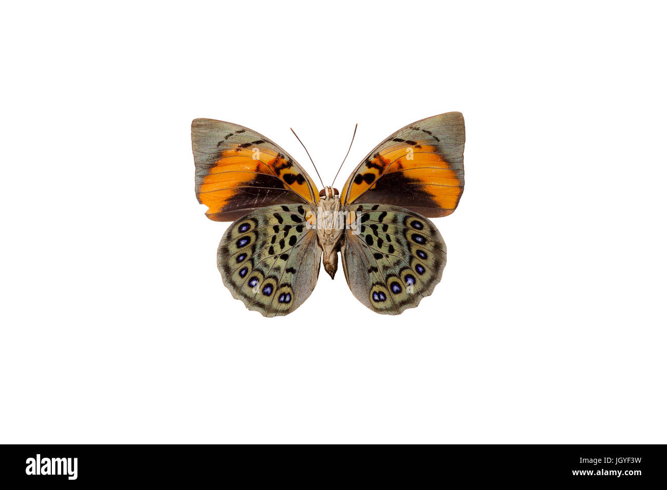 Agrias narcissus is a rare and evasive butterfly of the family ...