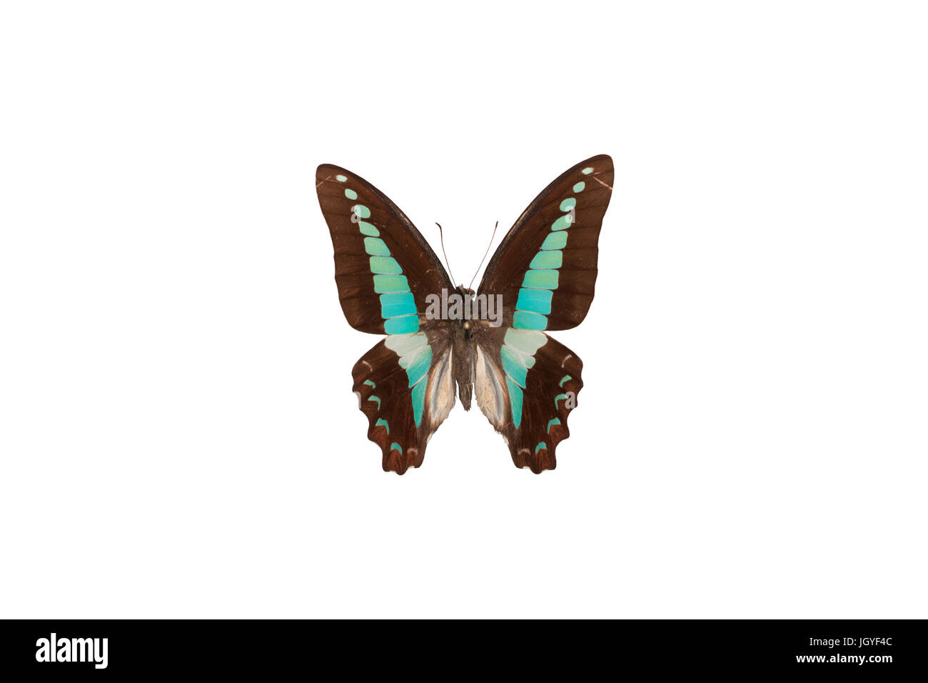 A Common bluebottle (Graphium sarpedon) caught from Kerala, India Stock ...