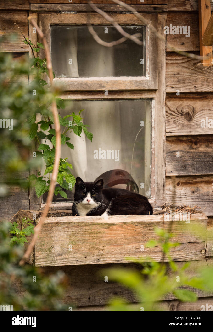 A cat sat in a window box attached to a shed Stock Photo - Alamy