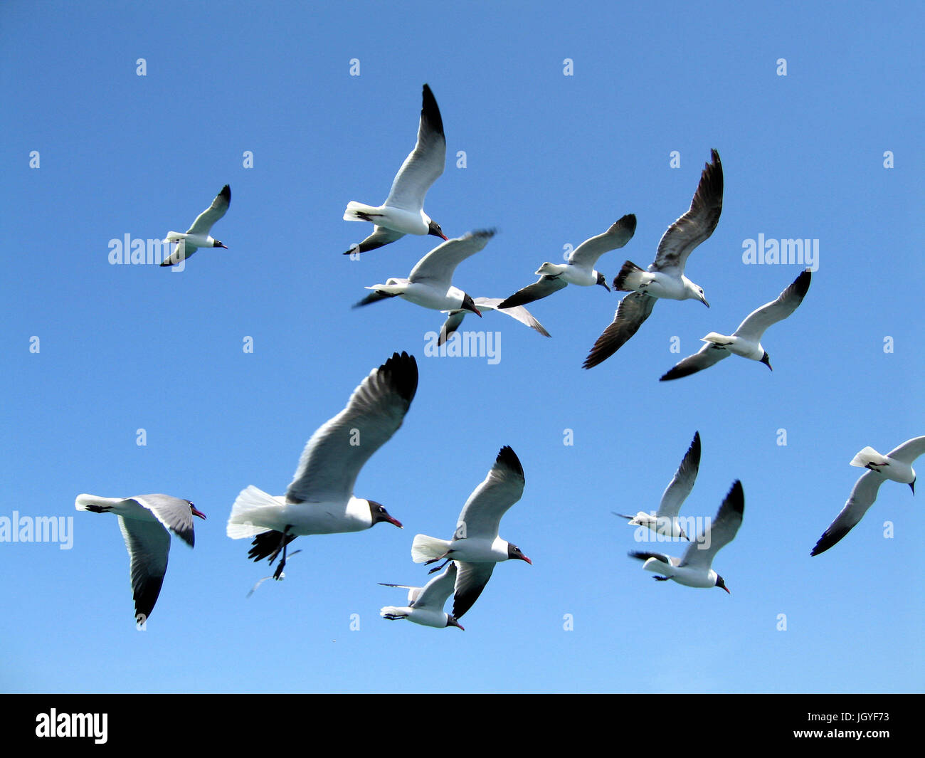 Flock seagulls flying against beautiful hi-res stock photography and ...