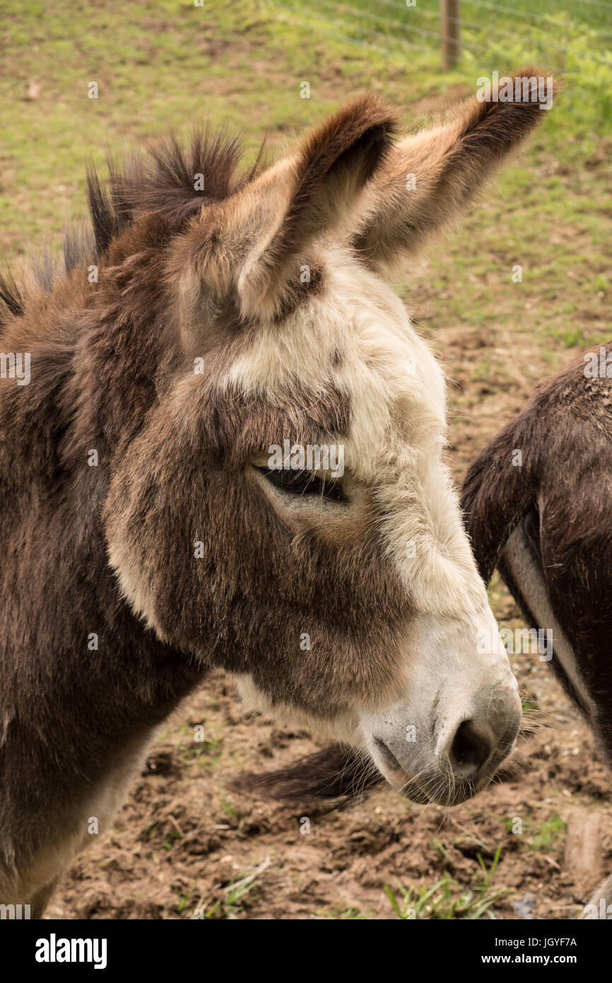 A donkeys head Stock Photo - Alamy