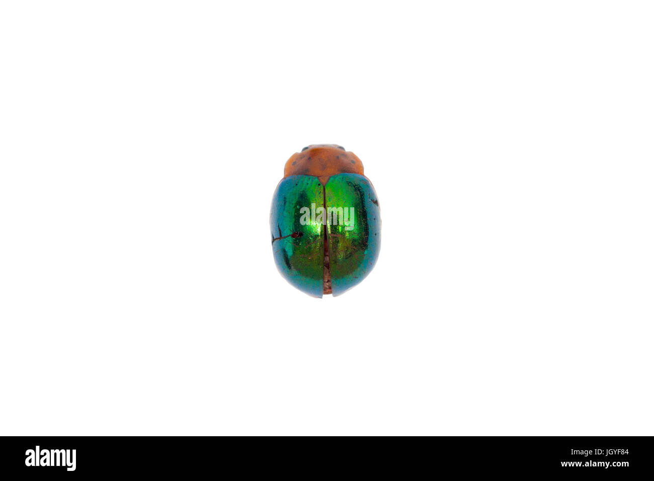 Amazon rain forest beetle hi-res stock photography and images - Alamy