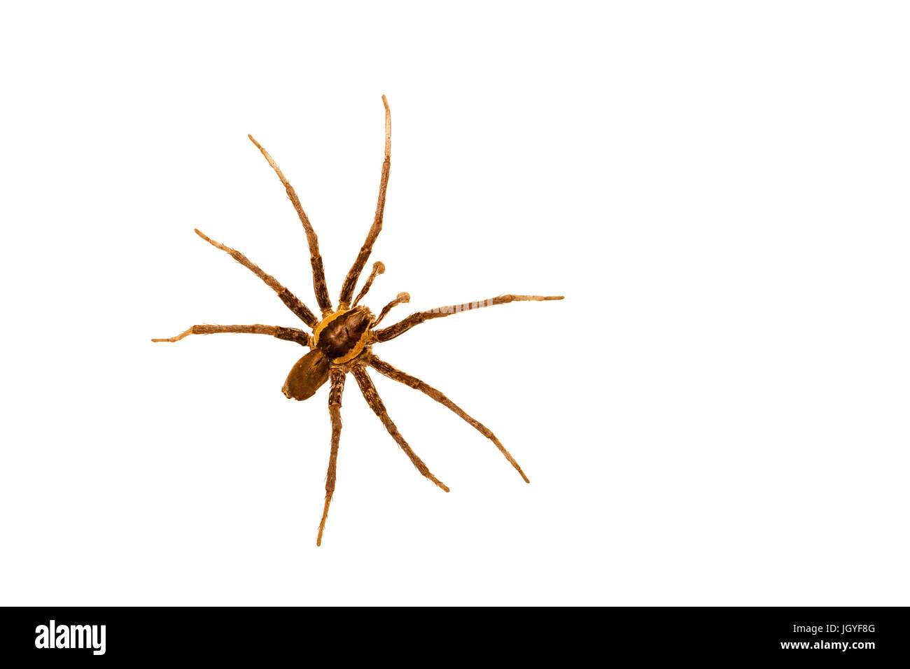 Brazilian wandering spider hi-res stock photography and images - Alamy