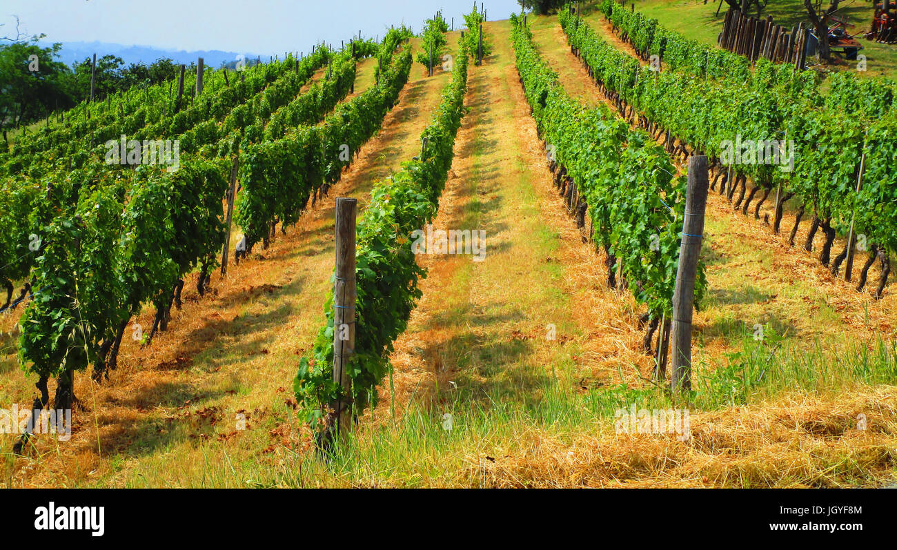 The vineyard rows Stock Photo - Alamy