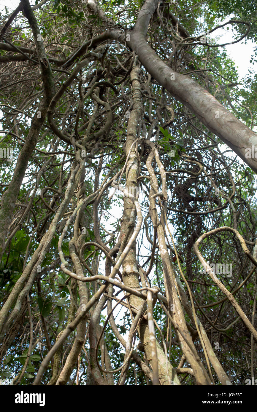 Floresta atlantica hi-res stock photography and images - Alamy