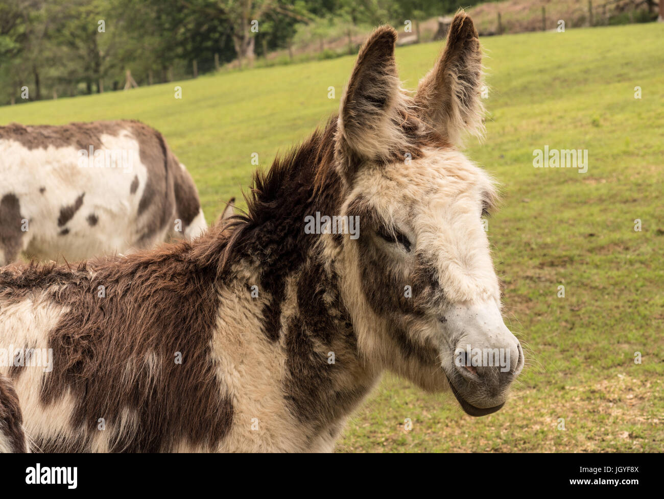 A donkeys head Stock Photo - Alamy