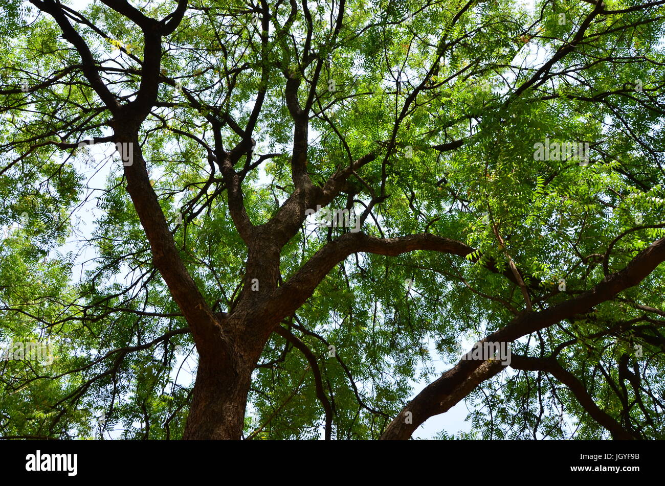 The Rain Tree Stock Photo - Alamy