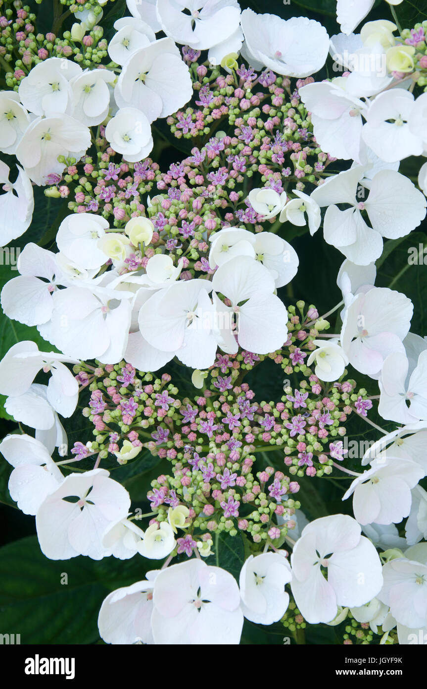 White lacecap hydrangeas hi-res stock photography and images - Alamy