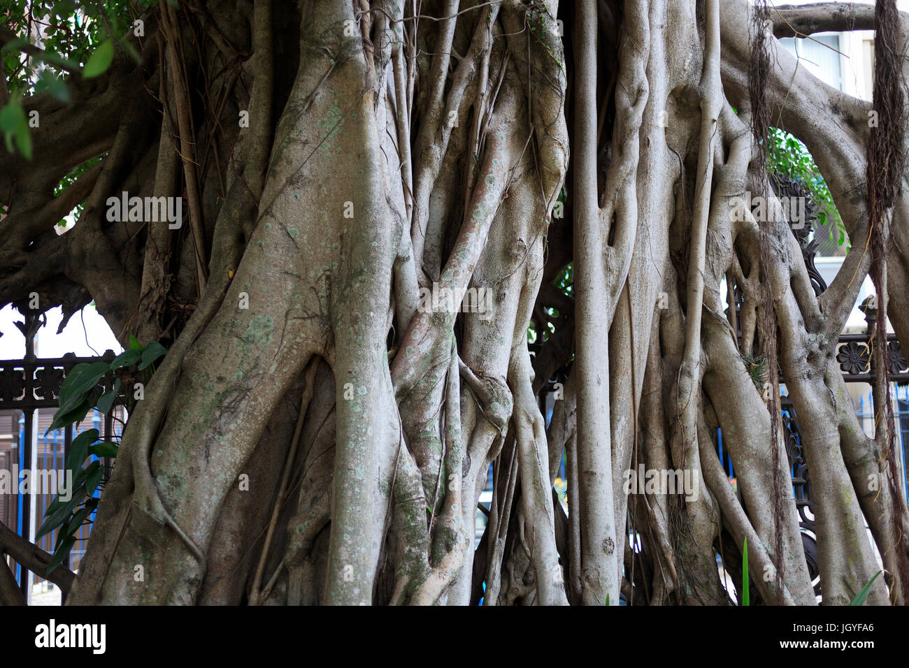 Brazilian forest vines hi-res stock photography and images - Alamy