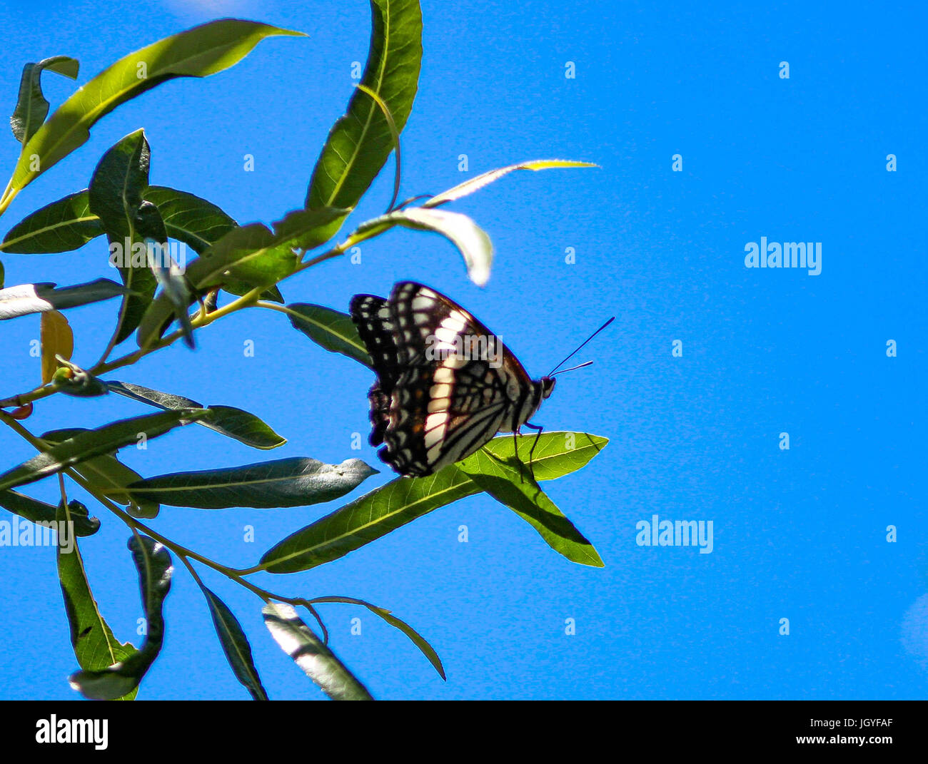 Butterfly in tree hi-res stock photography and images - Alamy