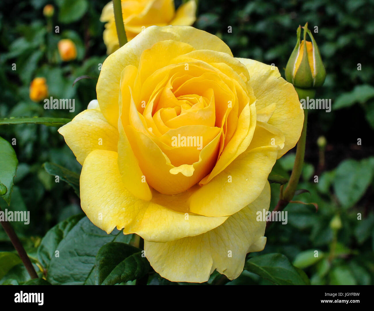 Yellow rose in bloom Stock Photo - Alamy
