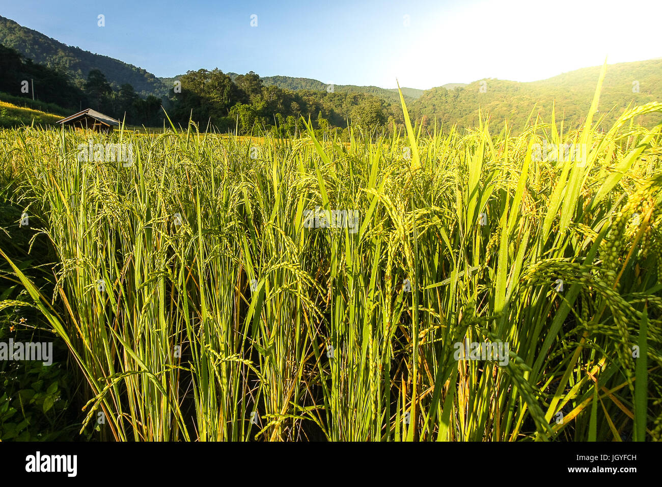 Rice Field from northen of thailand Stock Photo - Alamy