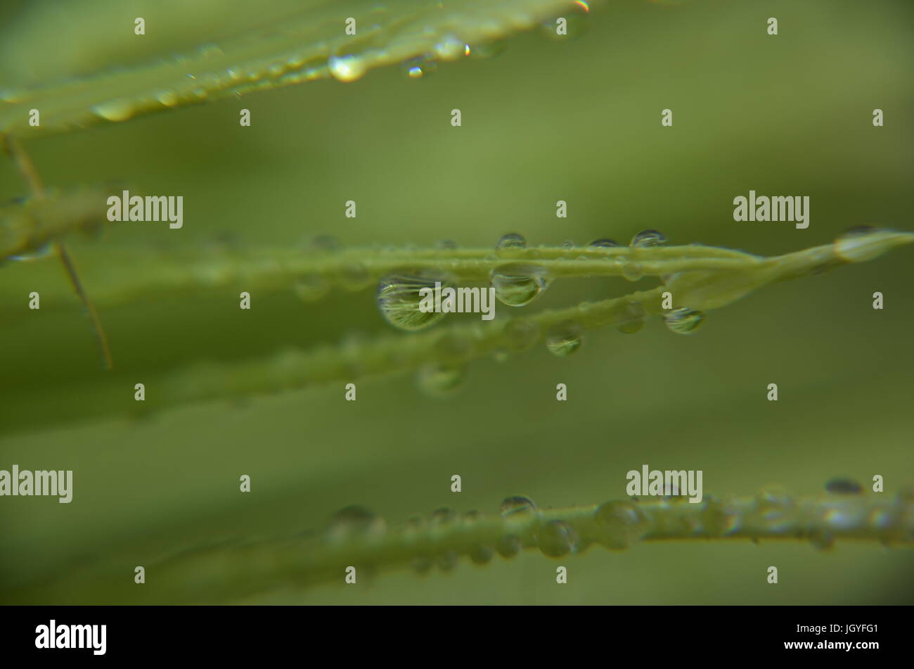 The Rain Tree Stock Photo - Alamy