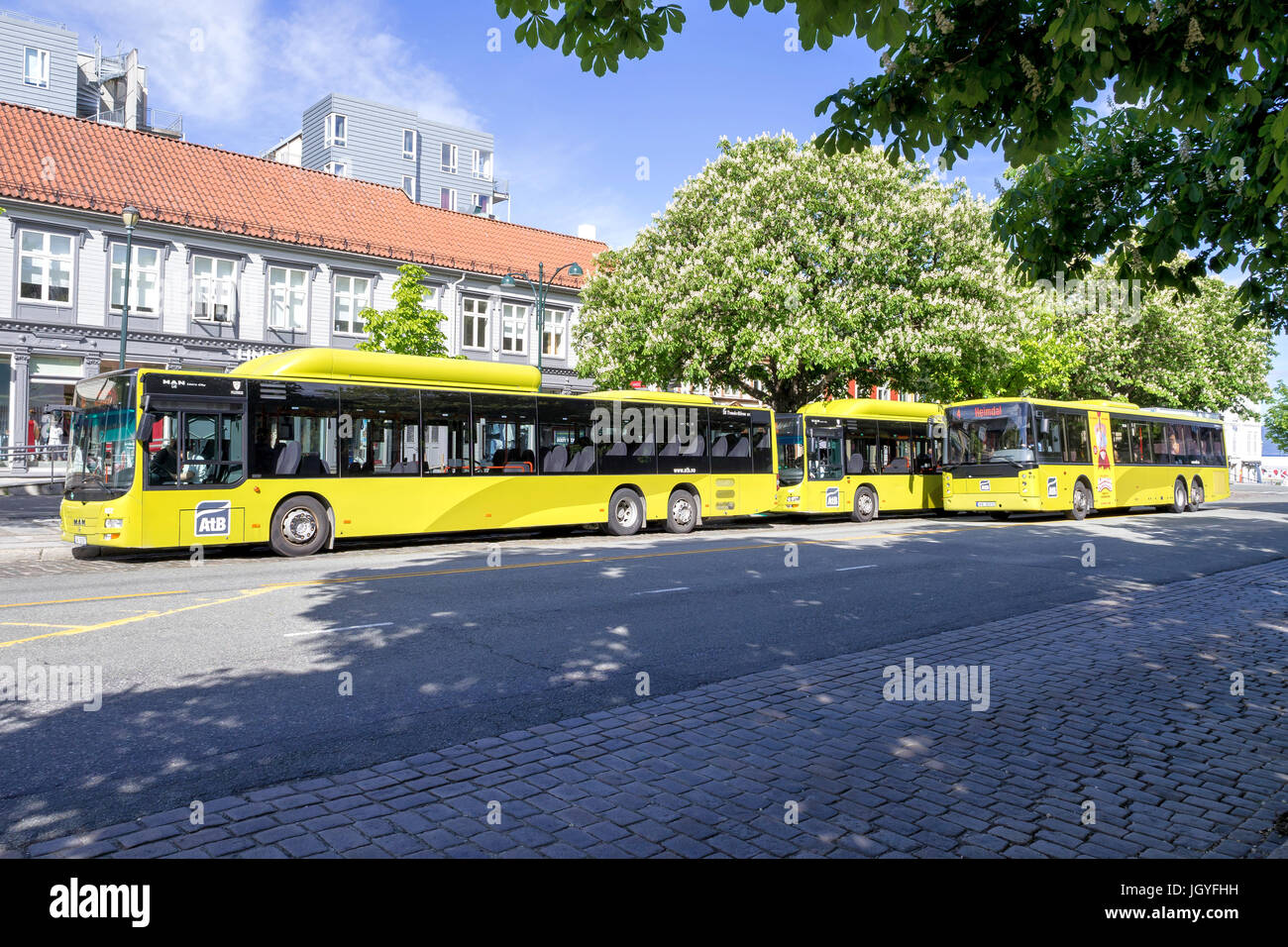 AtB busses at the stop Munkegata in Trondheim, Norway. AtB is the ...