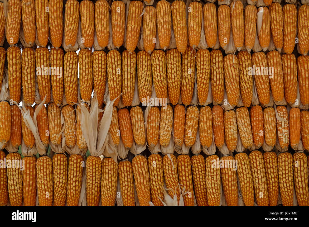 Sun dried maize stalks hi-res stock photography and images - Alamy