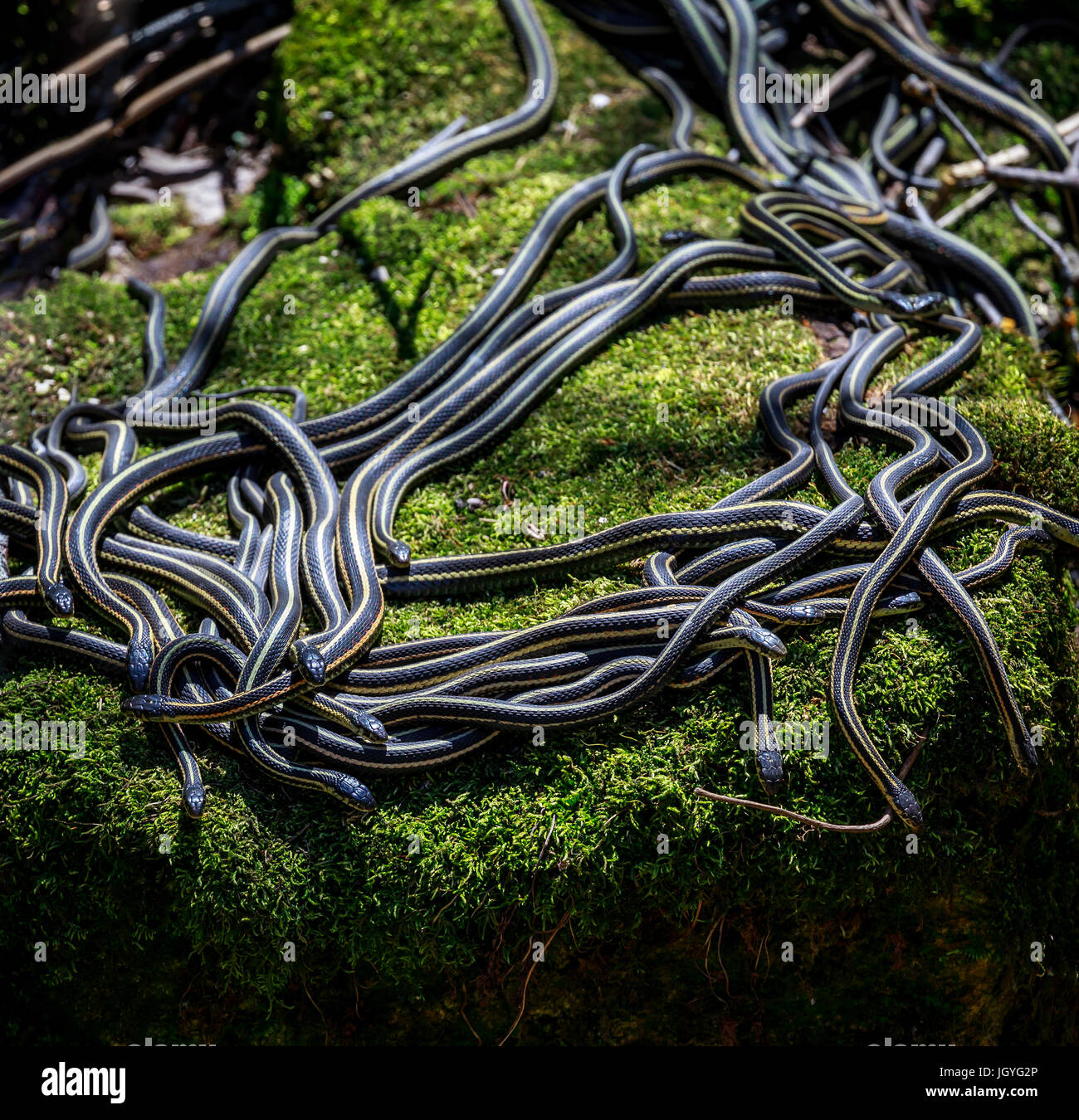 Narcisse snake canada hi-res stock photography and images - Alamy