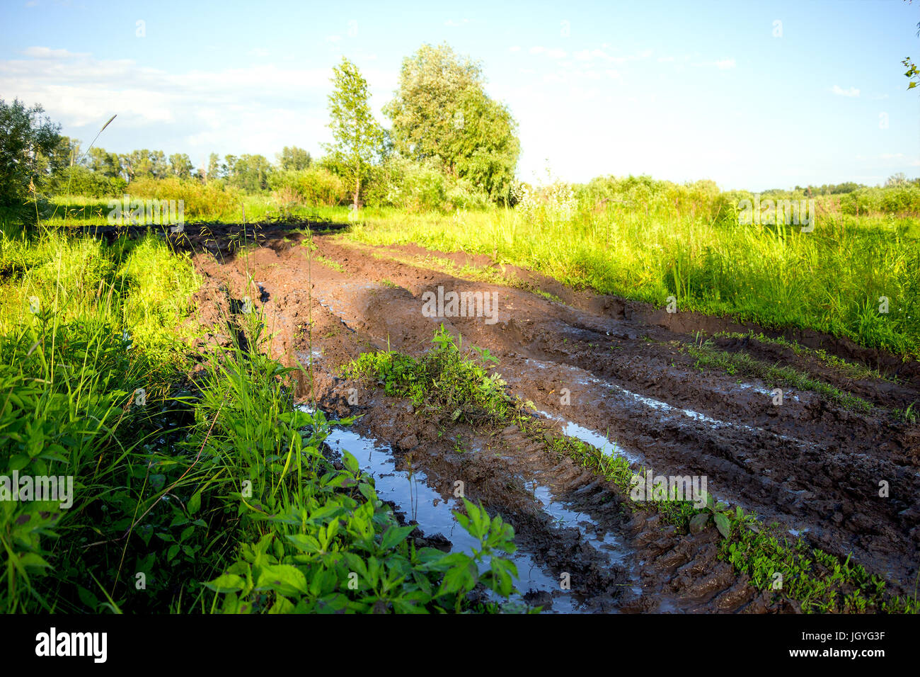 Dirt track in forest Stock Photo - Alamy