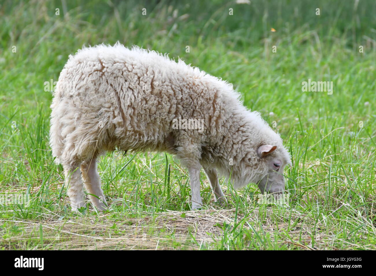 Cat Sheep High Resolution Stock Photography and Images - Alamy