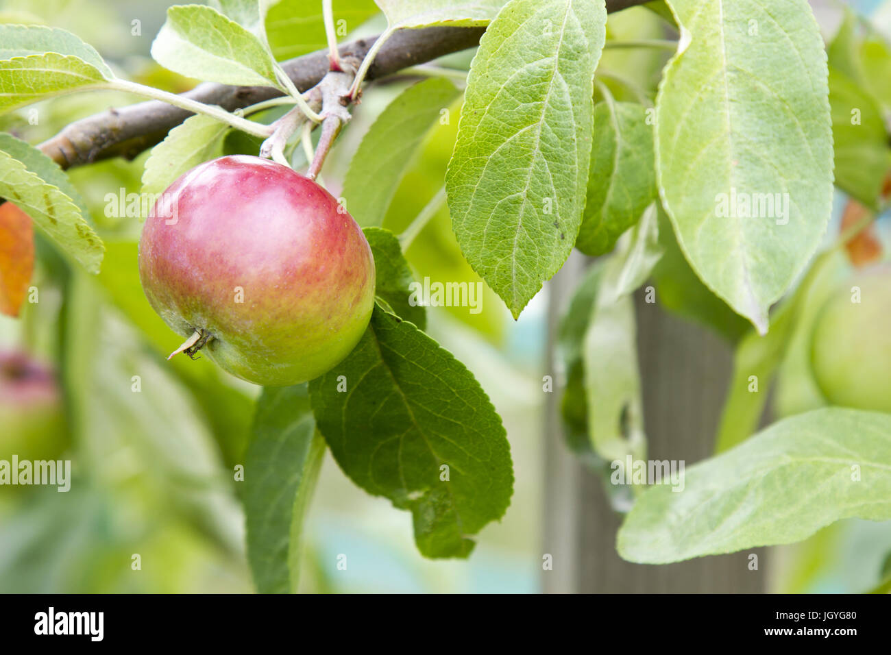 New zealand apple orchard hi-res stock photography and images - Alamy