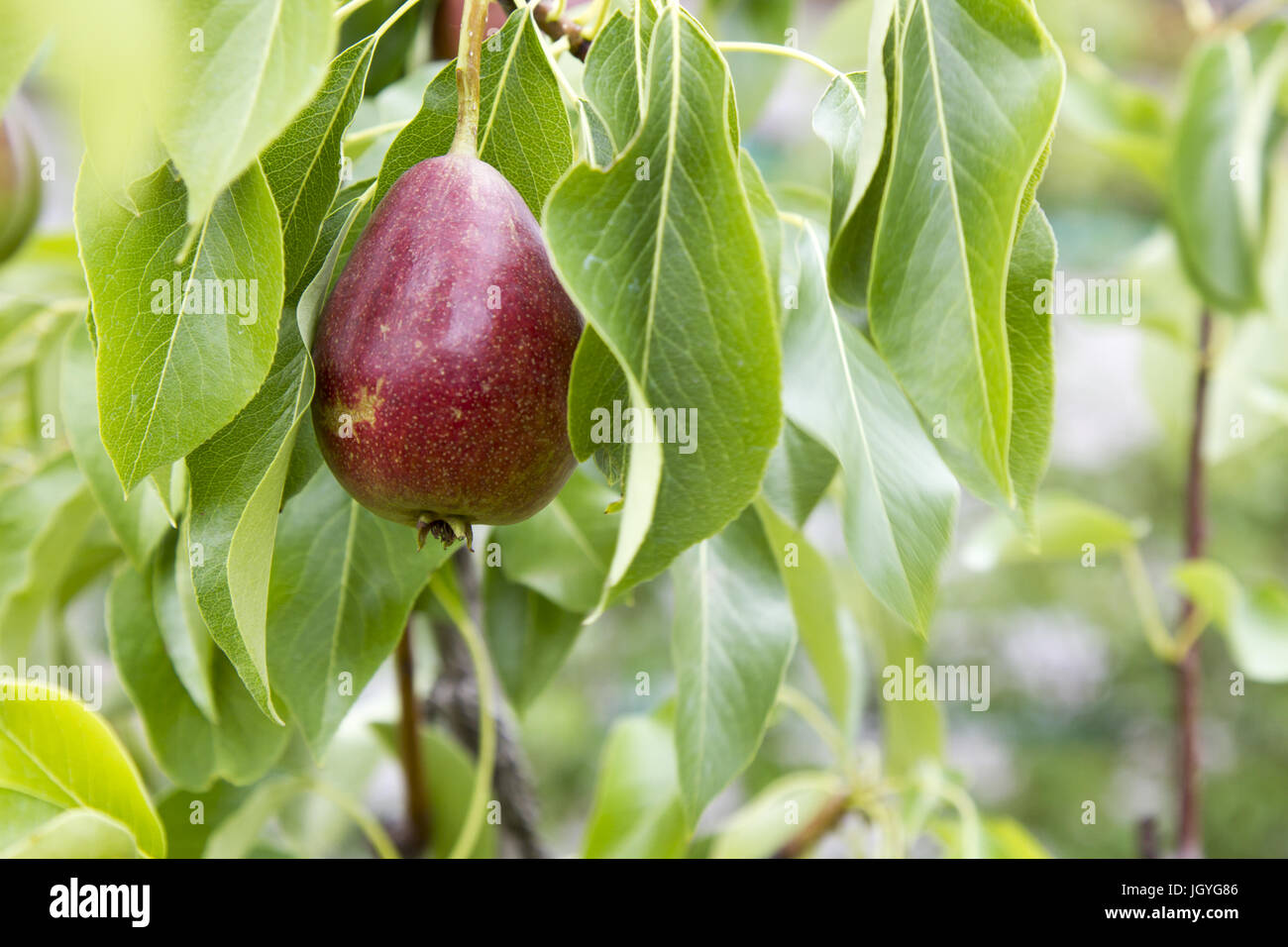 Tail of a pear hi-res stock photography and images - Alamy