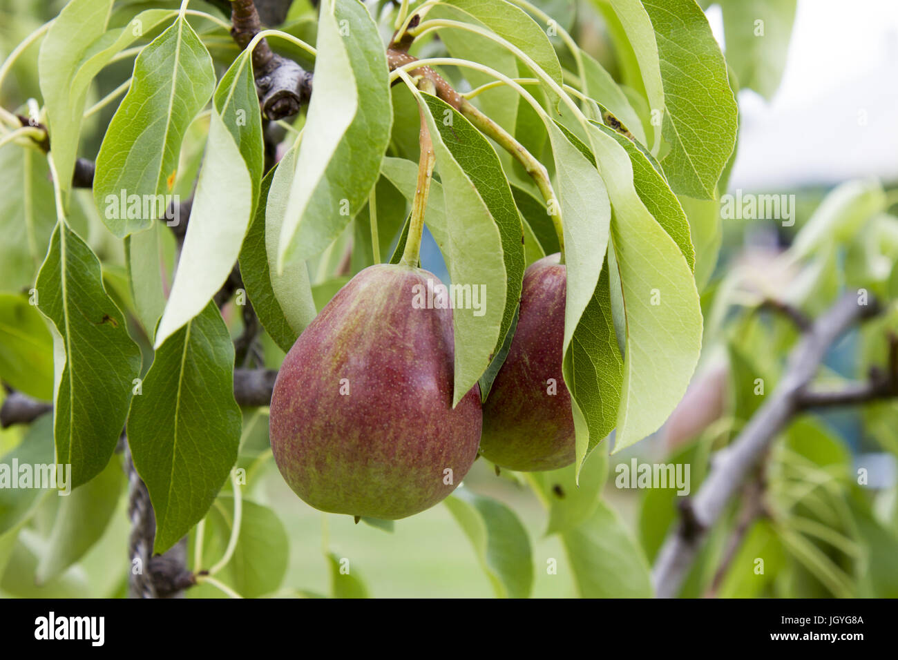 Partridge pear tree hi-res stock photography and images - Alamy