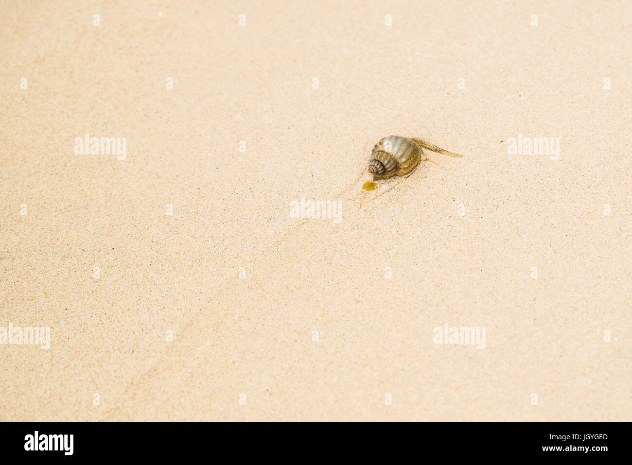 Sea snail moving on the beach, Madagascar Stock Photo - Alamy