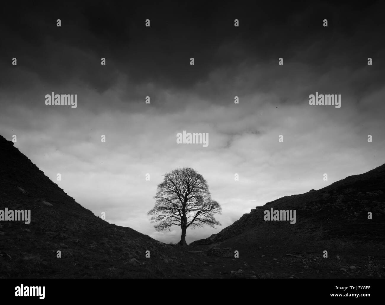 Sycamore gap hi-res stock photography and images - Alamy