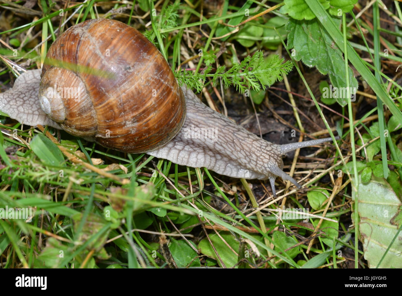 walking snails on the grass Stock Photo - Alamy
