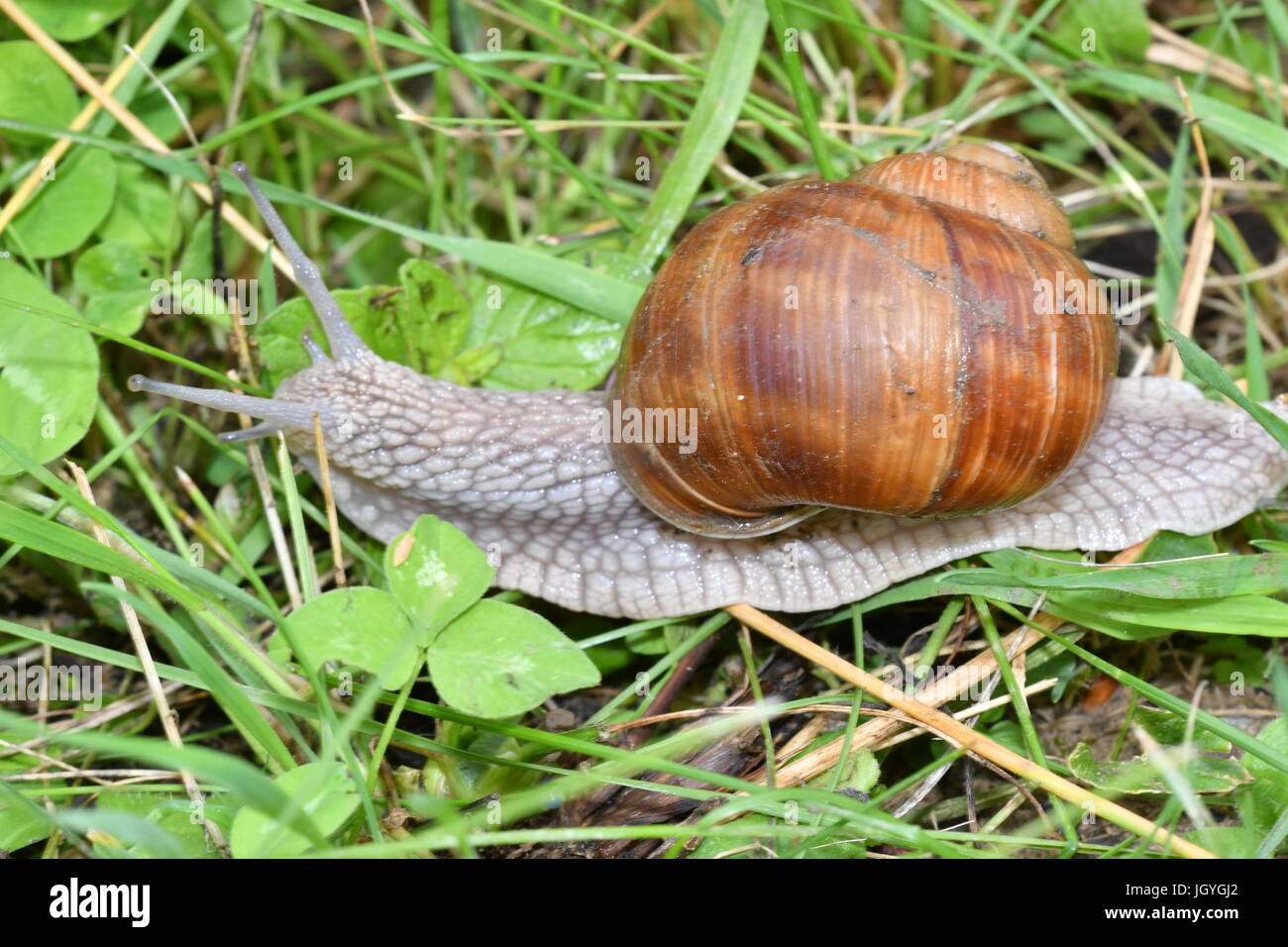 Scruple of snail hi-res stock photography and images - Alamy