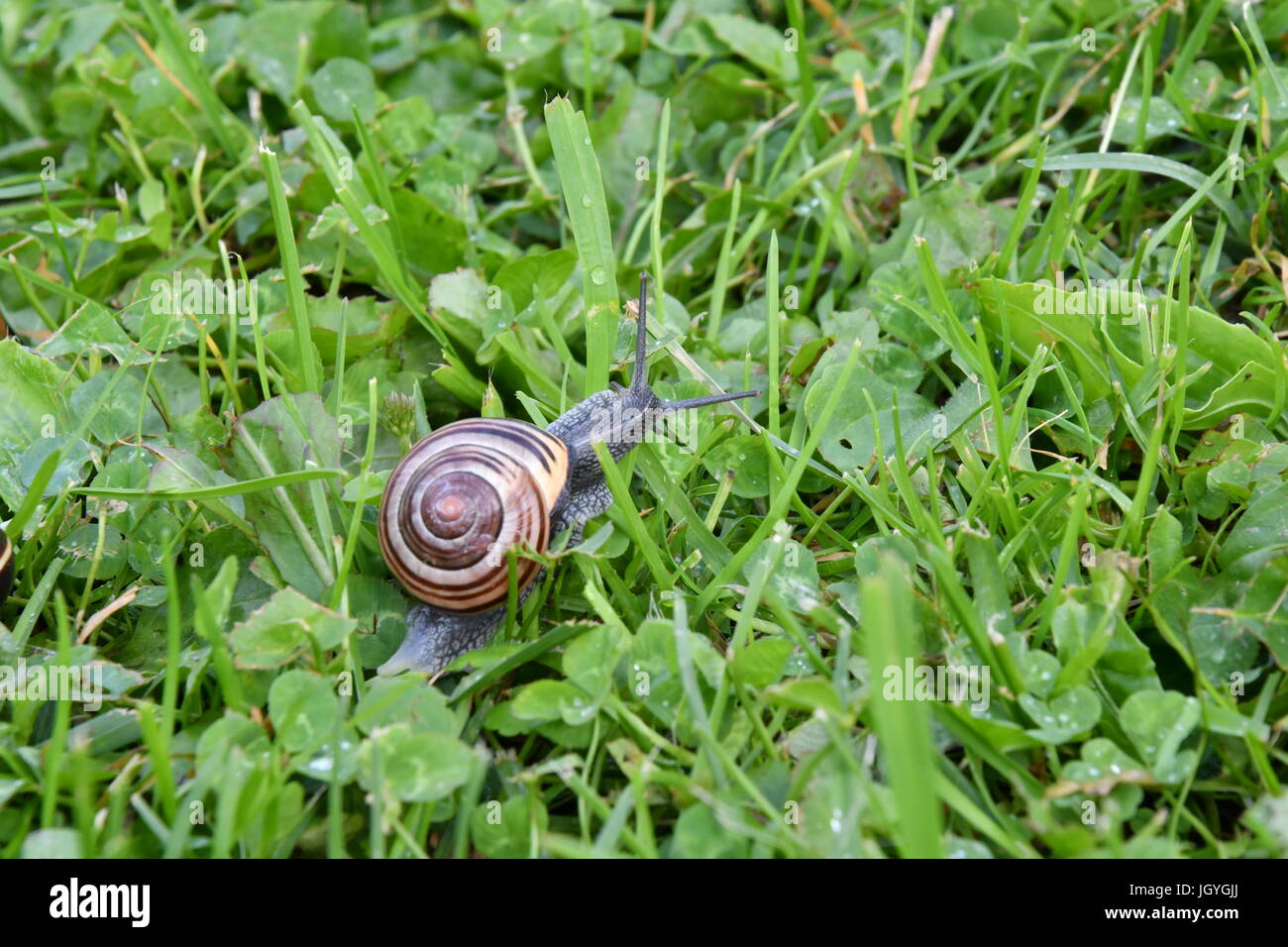 walking snails on the grass Stock Photo - Alamy