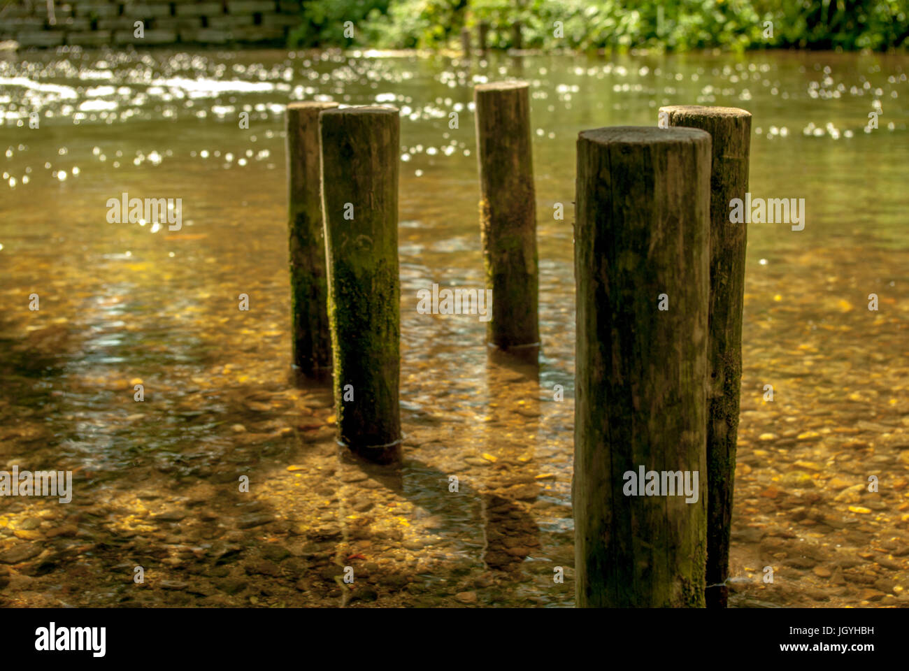 wooden posts sticking out of a river Stock Photo - Alamy