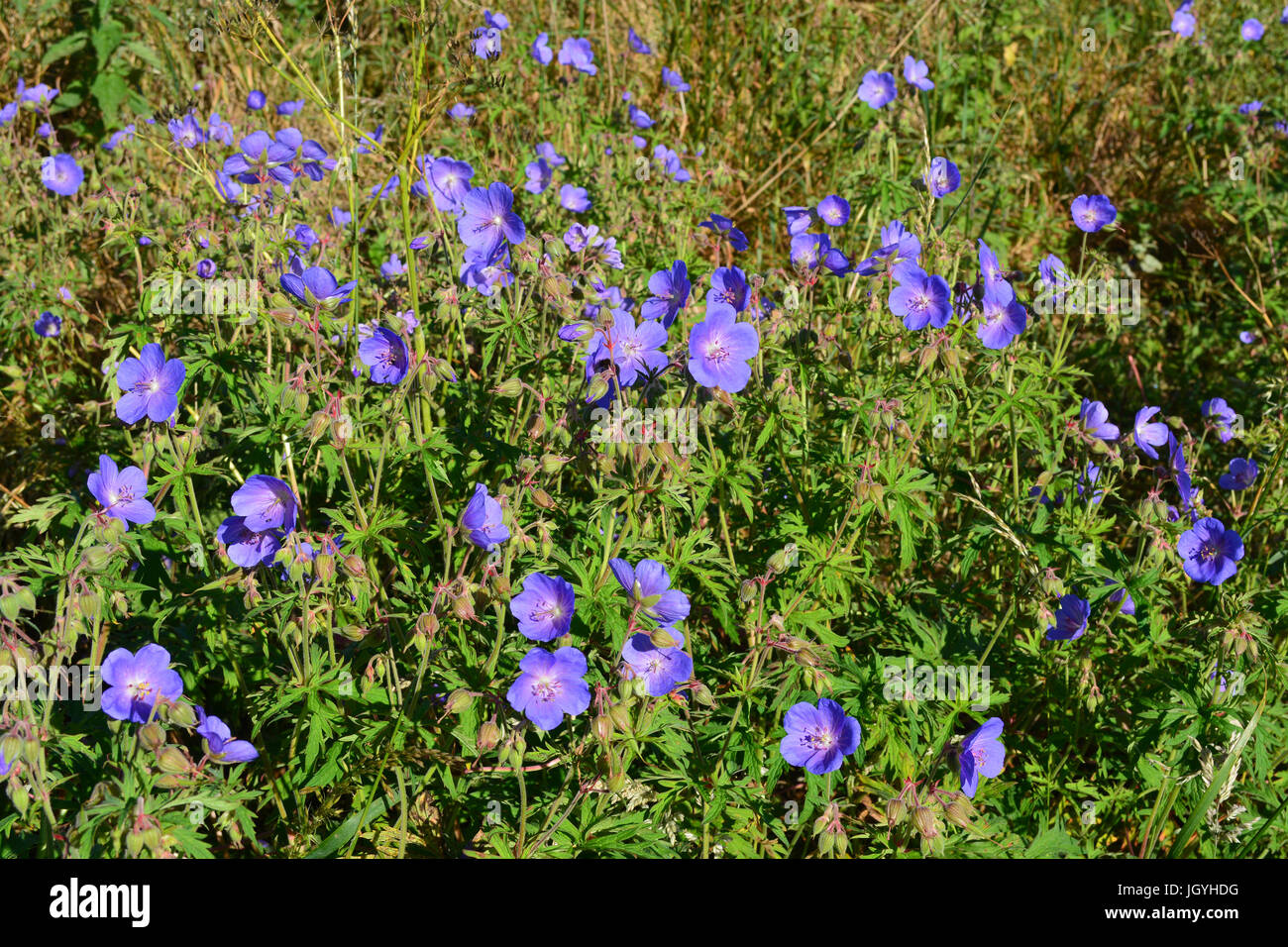 Common cranesbill hi-res stock photography and images - Alamy