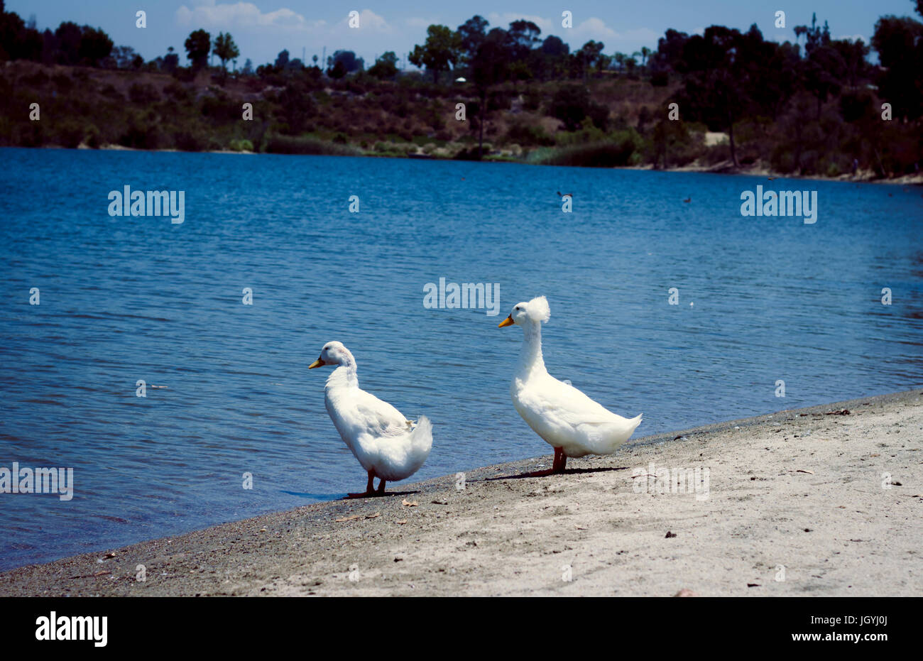 Ducks on Guard Stock Photo - Alamy