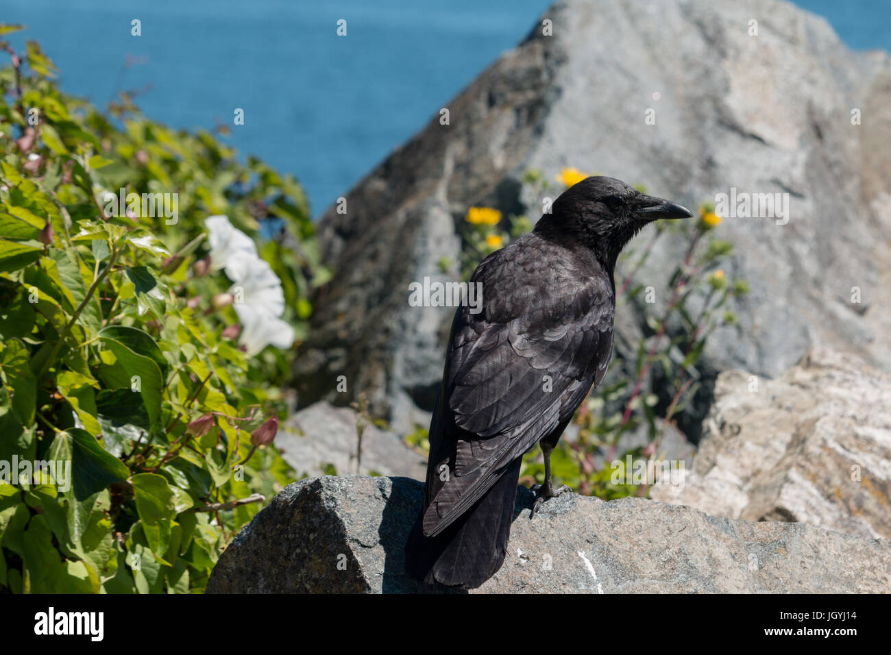 Northwestern crow (Corvus caurinus) standing on rocky cliff in sunshine ...
