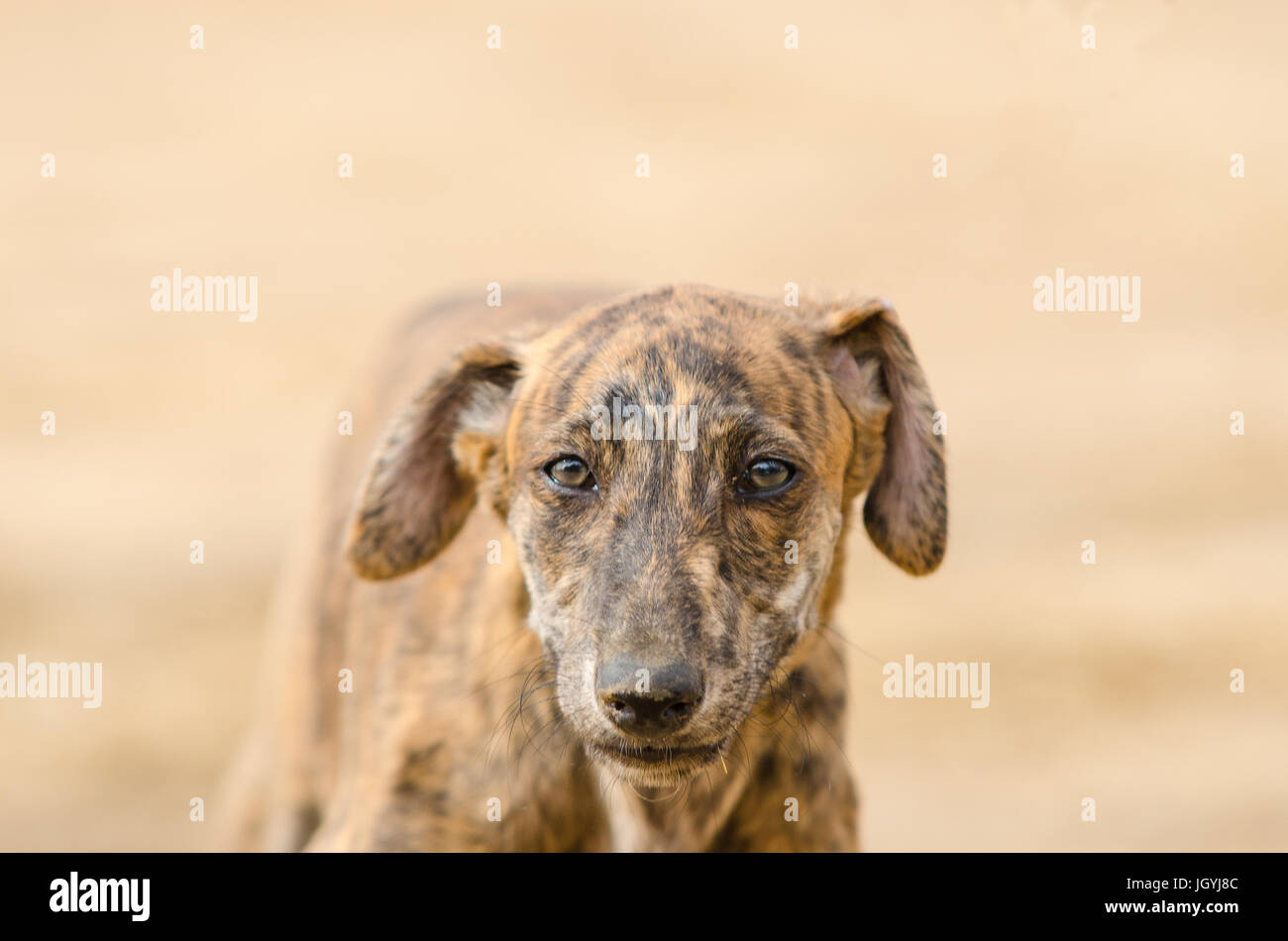 portrait of puppy purebred greyhound Stock Photo - Alamy