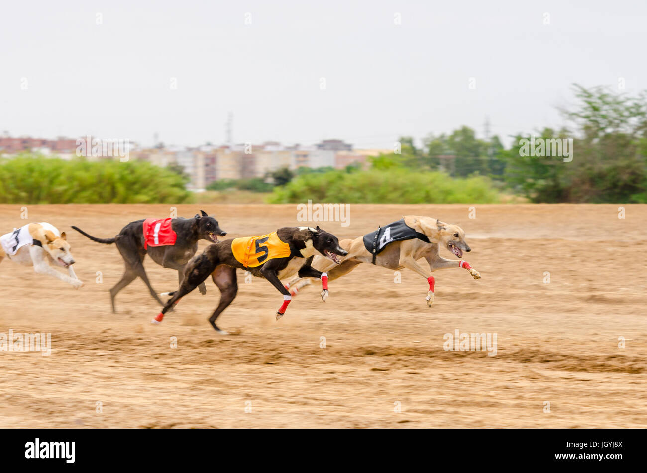 Greyhounds hi-res stock photography and images - Alamy