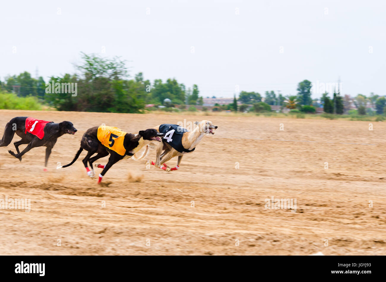 Greyhounds hi-res stock photography and images - Alamy